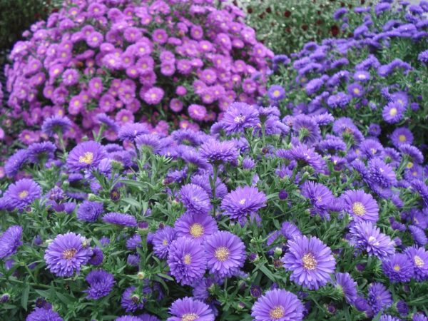 Round Top's Native Texas Plants - Round Top