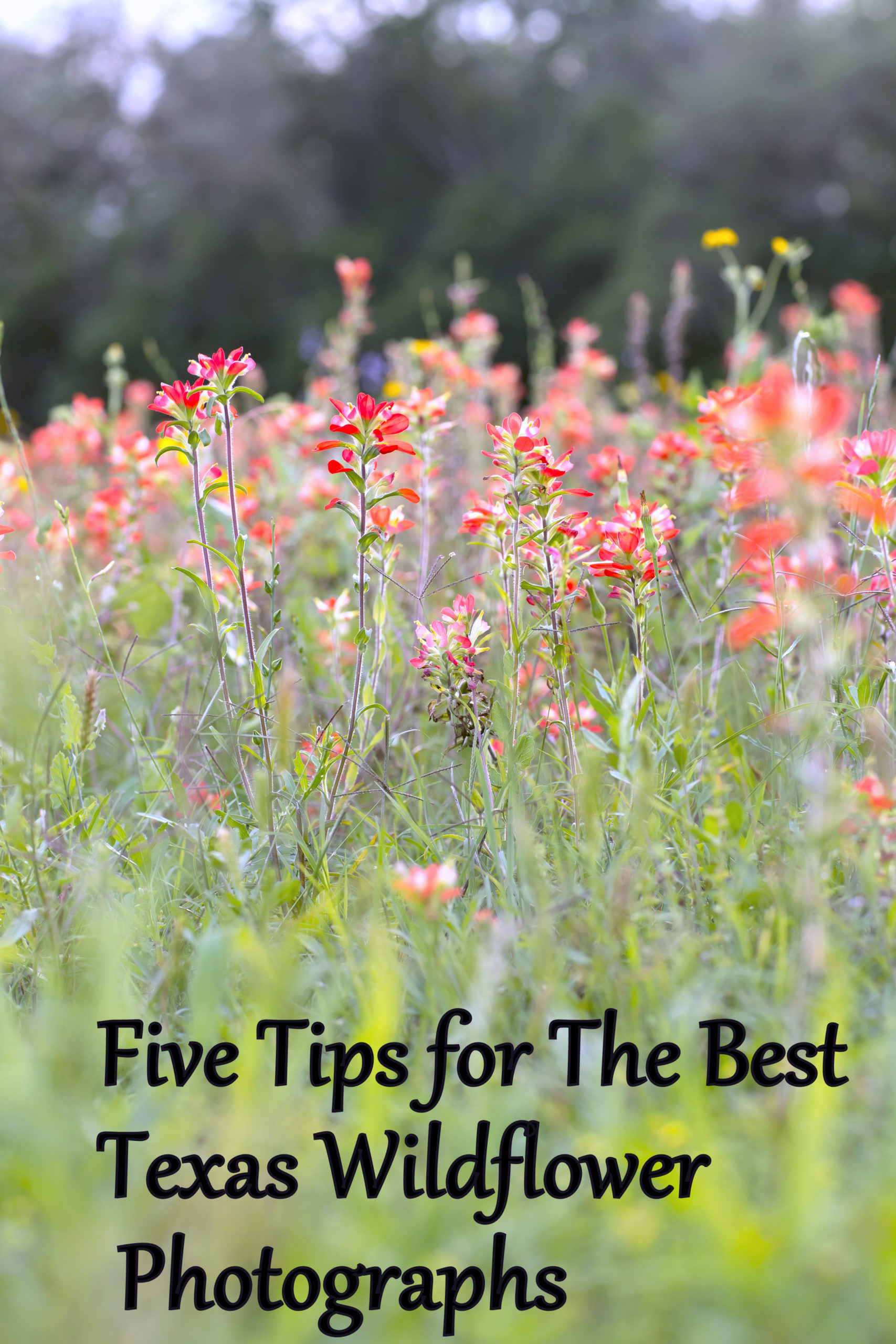 Texas Wildflower Photo Tips - Round Top