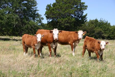 Bovine Viral Diarrhea: Be BVD Aware - Round Top