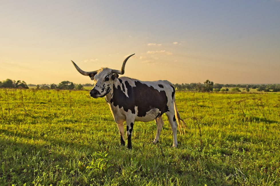 Oak Hill Ranch: A Palette of Creative Restoration - Round Top