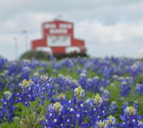 Death of the Woman Who Started It All Adds Poignancy to Round Top ...