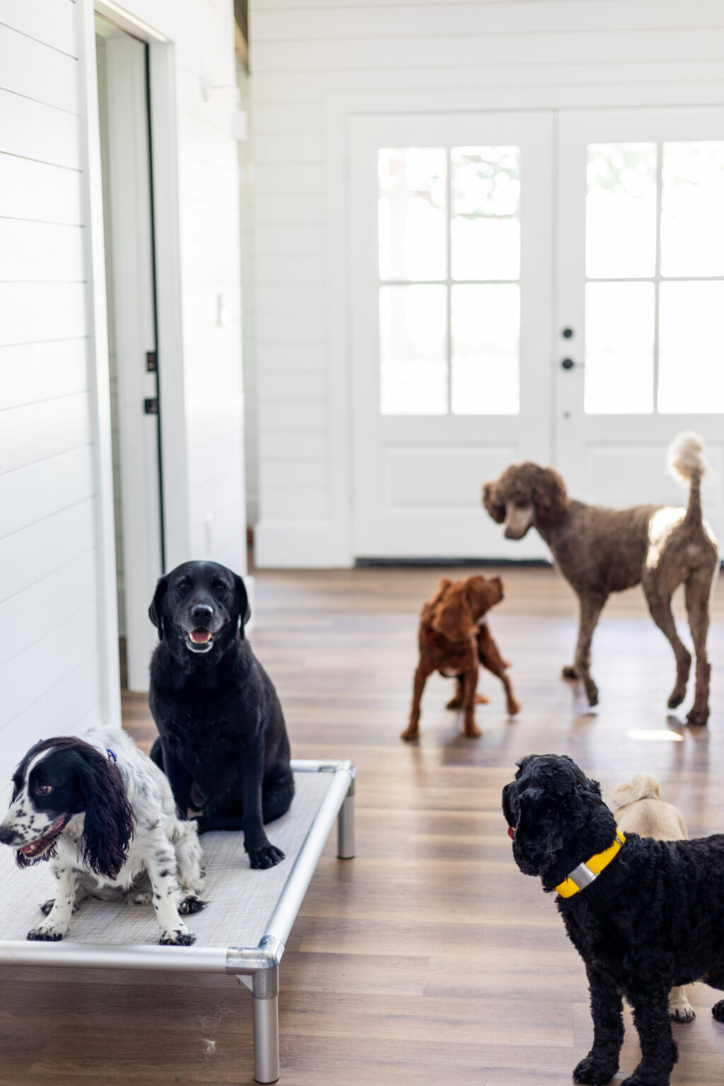 Hound House Takes Dog Boarding to the Next Level: Countryside Pet ...